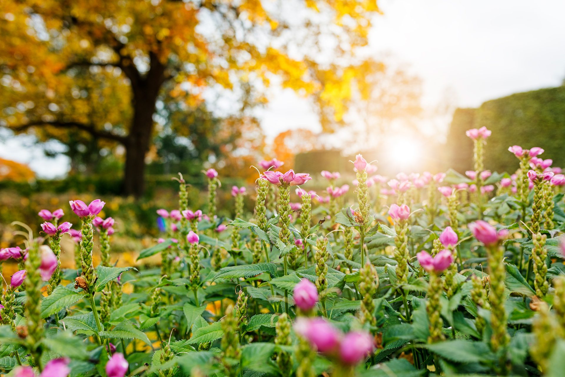 Projecten - BVB Landscaping
