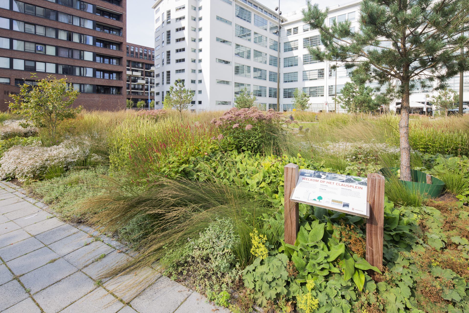 Retentiedaktuin Clausplein Eindhoven - BVB Landscaping