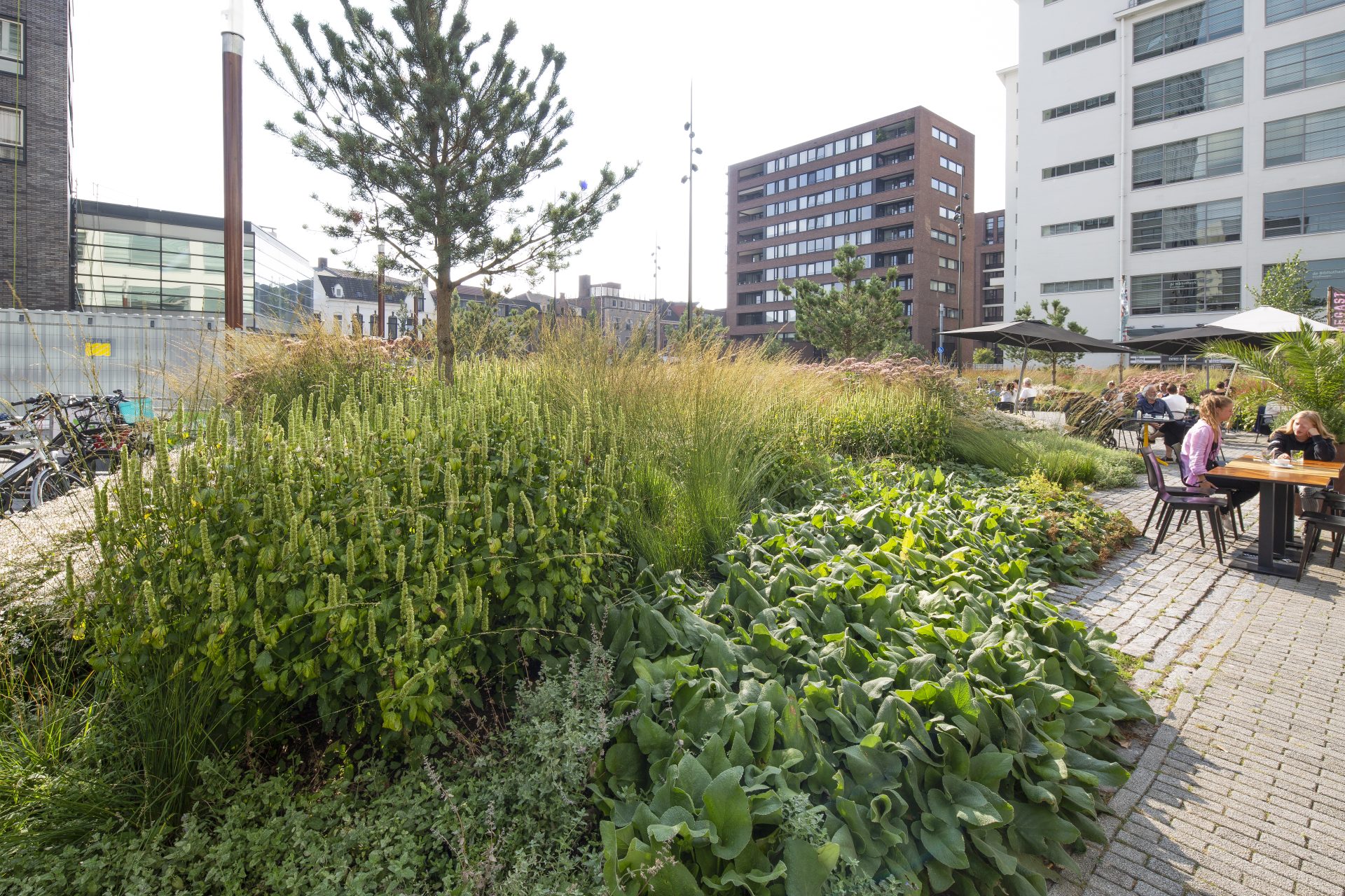 Retentiedaktuin Clausplein Eindhoven - BVB Landscaping