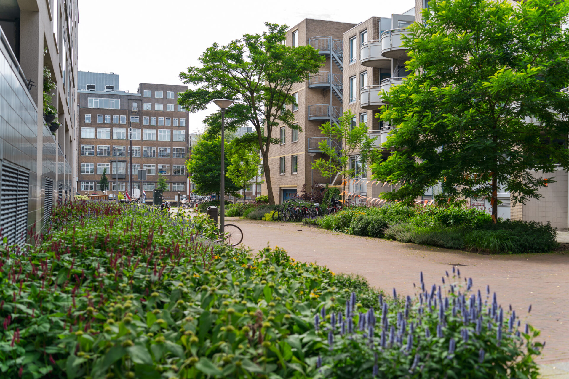 Vergroening wijk Haringvliet Rotterdam Centrum - BVB Landscaping